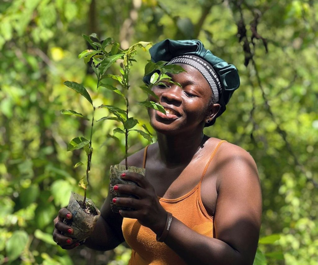 Coffea Stenophylla: A Future for Coffee – Climate-resilient coffee for ...